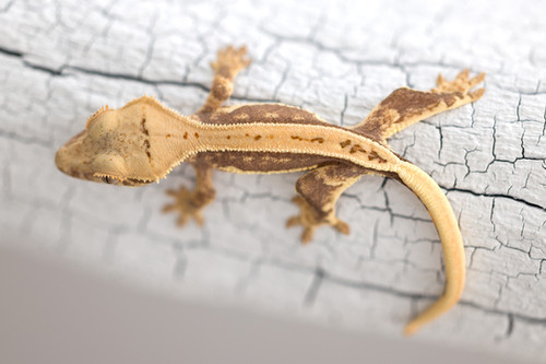 100% Het Axanthic Lilly White Crested Gecko | Fringemorphs