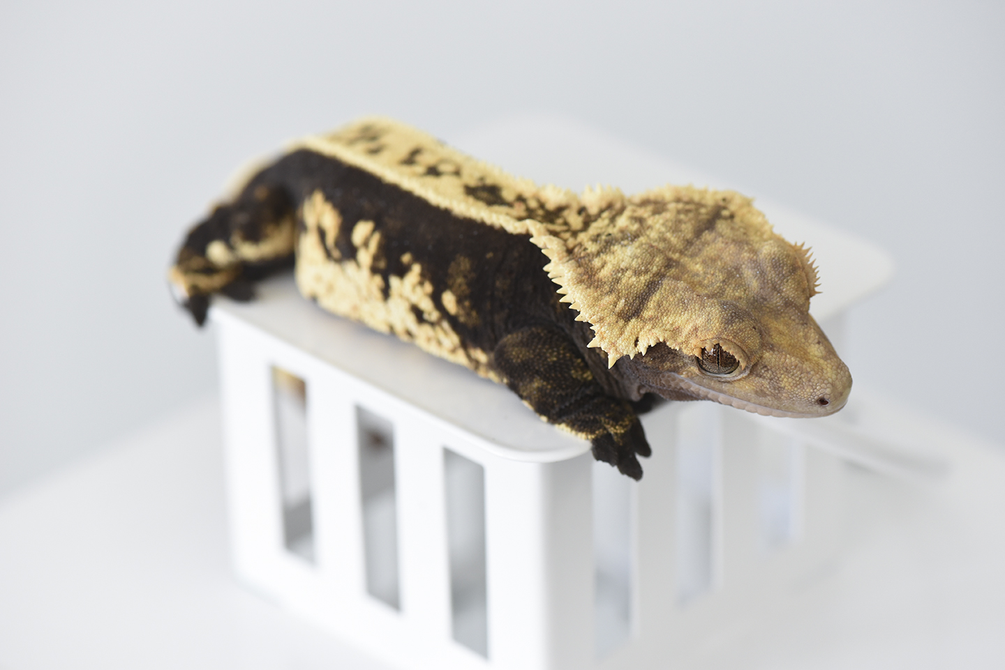 Crowned High Contrast Pinstripe Crested Gecko | Emery | Fringemorphs