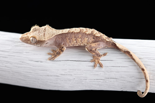 50% HET Axanthic Crested Gecko | Fringemorphs