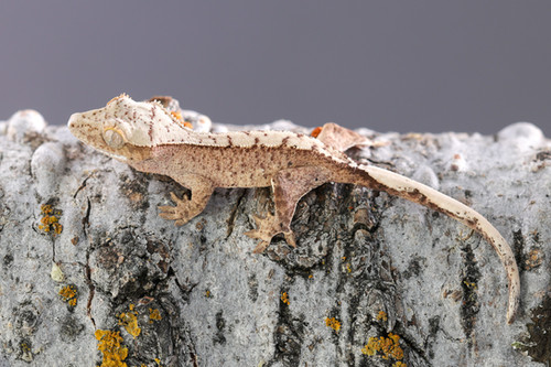 66% Het Axanthic Crested Gecko | Fringemorphs