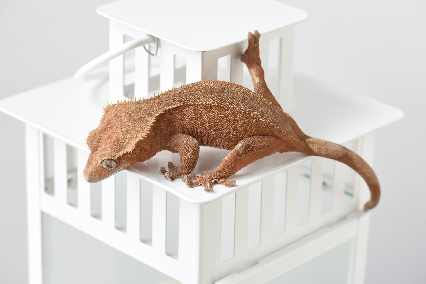 Patternless Red Crested Gecko | Fanta | Fringemorphs
