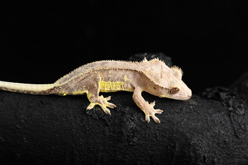 Neon Yellow Phantom Lilly White Crested Gecko | Fringemorphs
