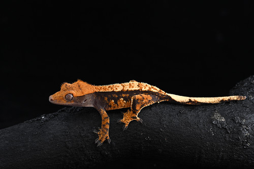 Halloween Extreme Harlequin Crested Gecko | Fringemorphs