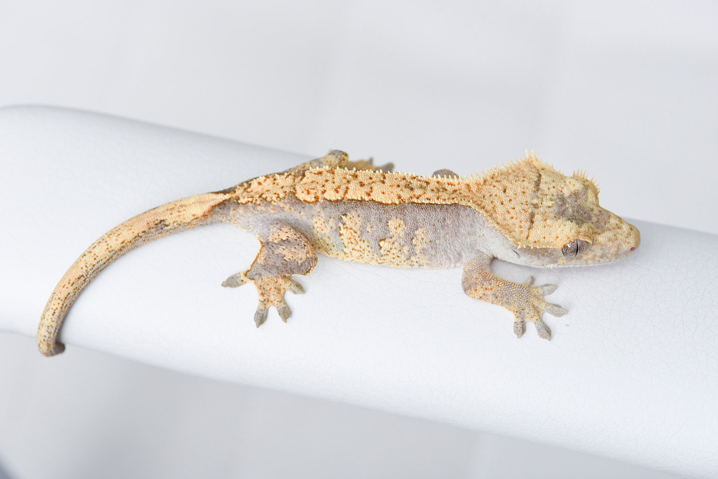 Lavender & Cream Harlequin Crested Gecko For Sale | Fringemorphs