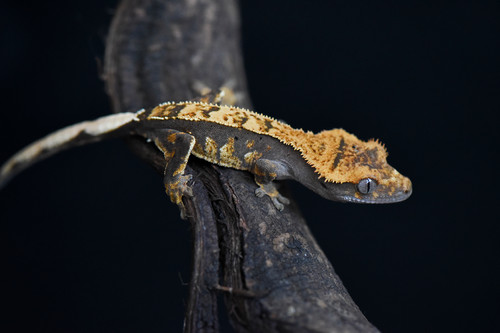 High Contrast Partial Pinstripe Crested Gecko | Fringemorphs