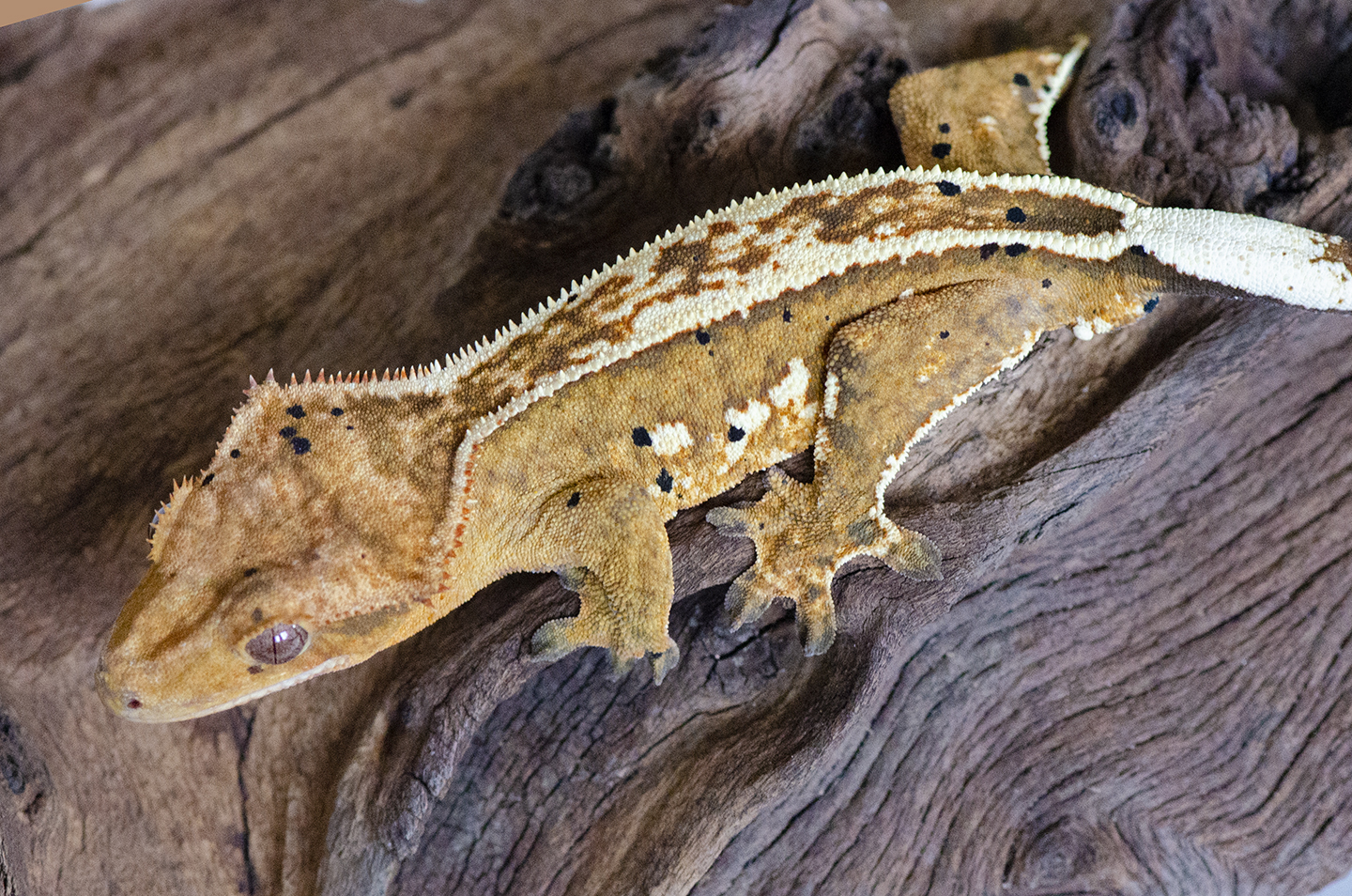 Yellow Pinstripe Crested Gecko | Maple | Fringemorphs