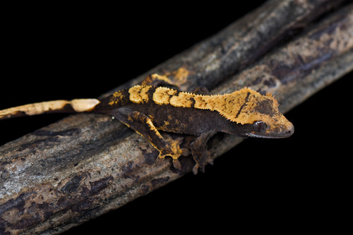 High Contrast Harlequin Crested Gecko