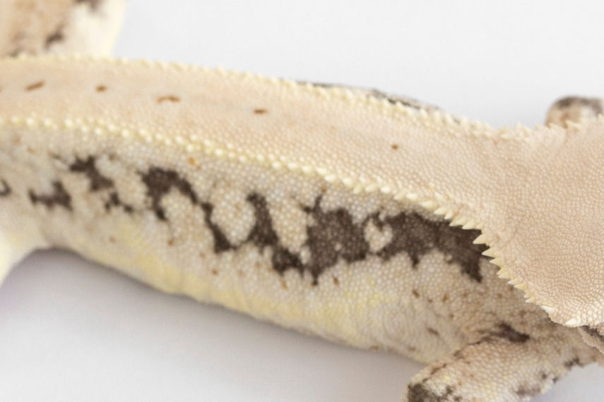 Crested Gecko Morphs | Fringemorphs