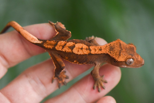 Red Harlequin Crested Gecko
