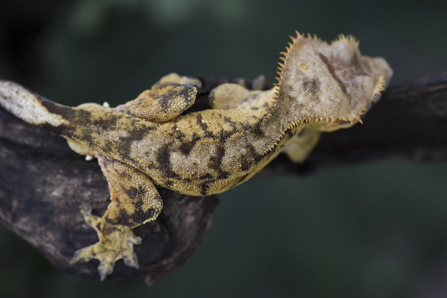 Super Tiger Crested Gecko | Fringemorphs