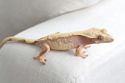 Pink Harlequin Crested Gecko | index