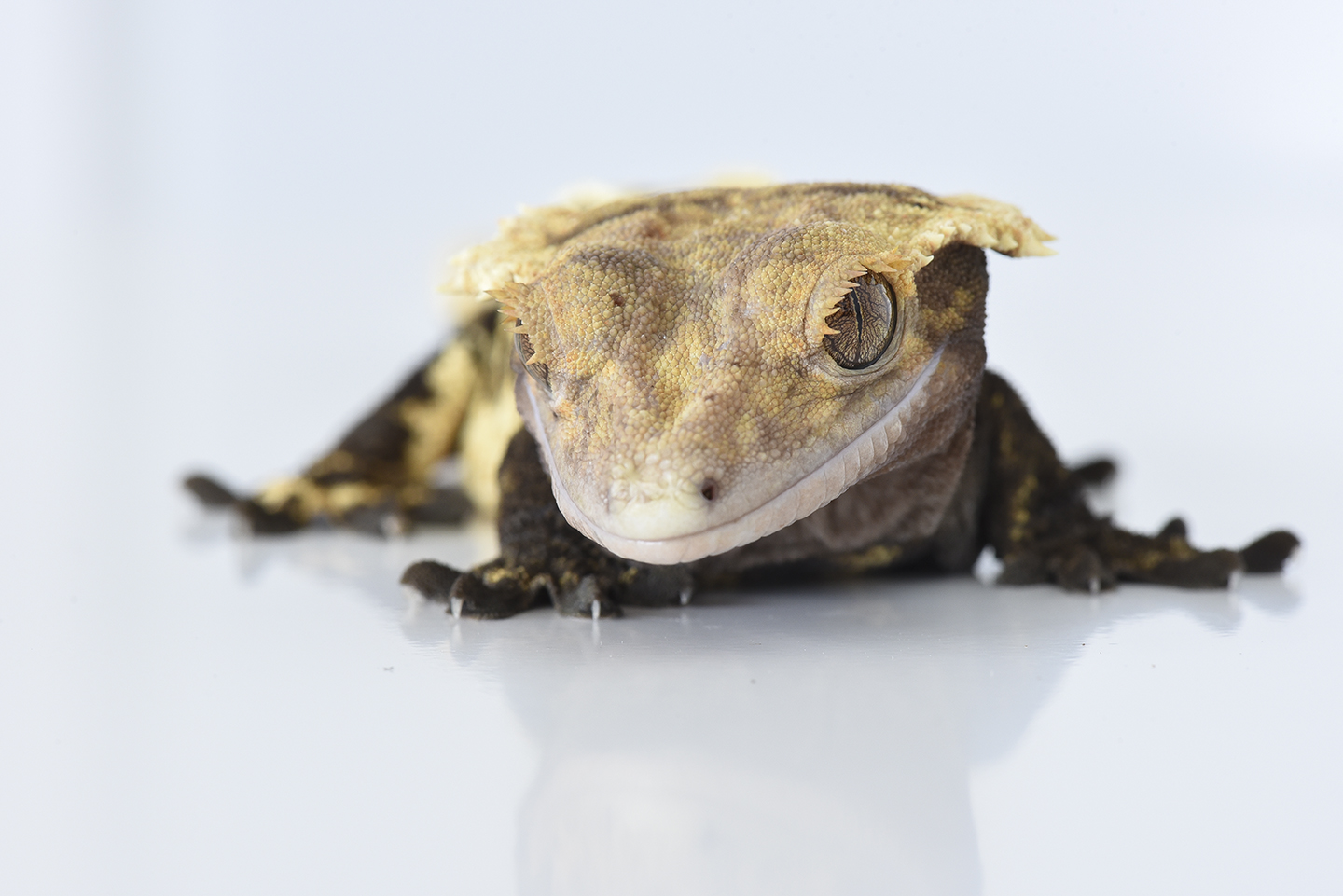 Crowned High Contrast Pinstripe Crested Gecko | Emery | Fringemorphs