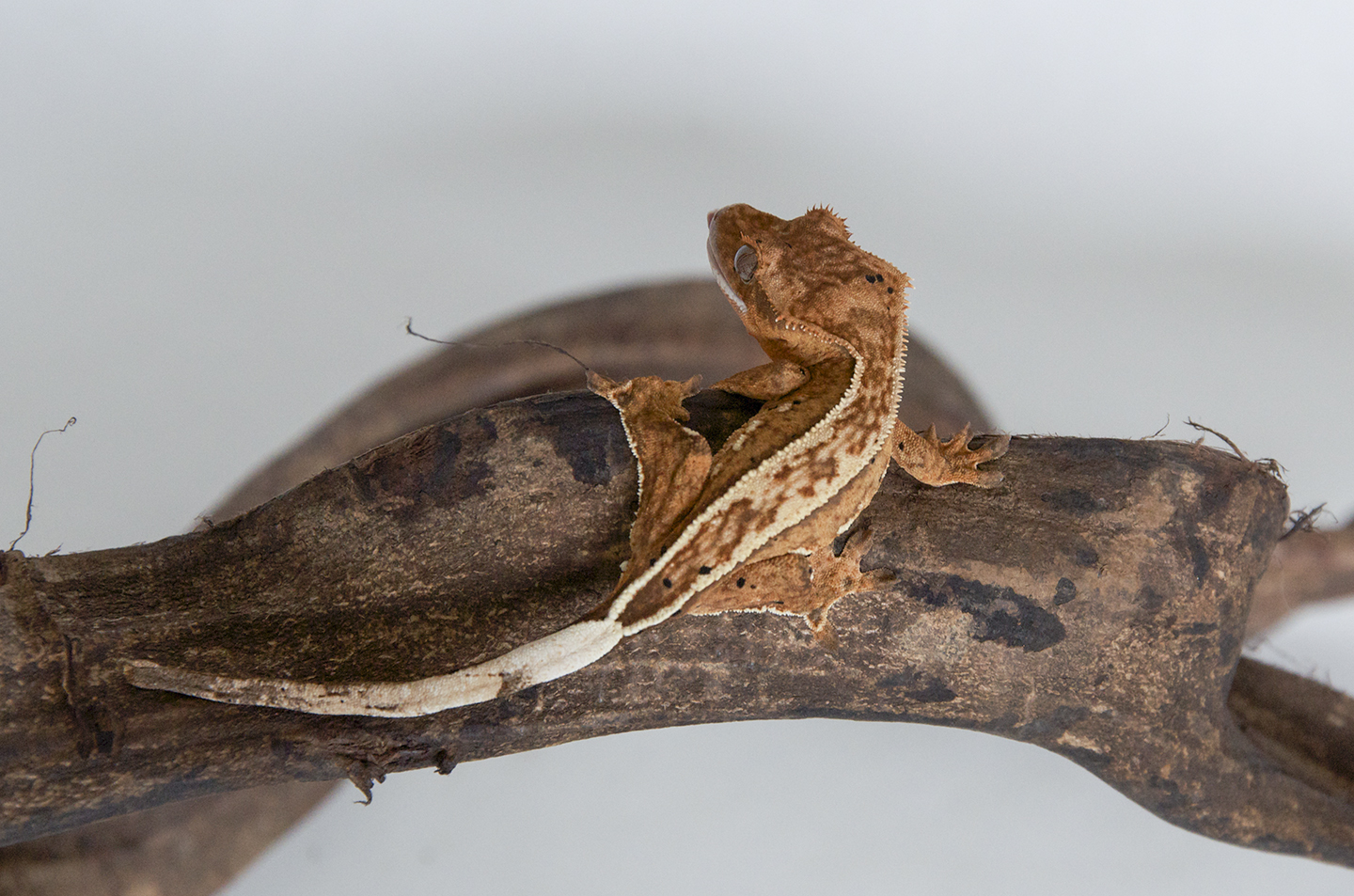 Yellow Pinstripe Crested Gecko | Maple | Fringemorphs
