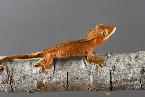 Patternless Red Crested Gecko | Fringemorphs