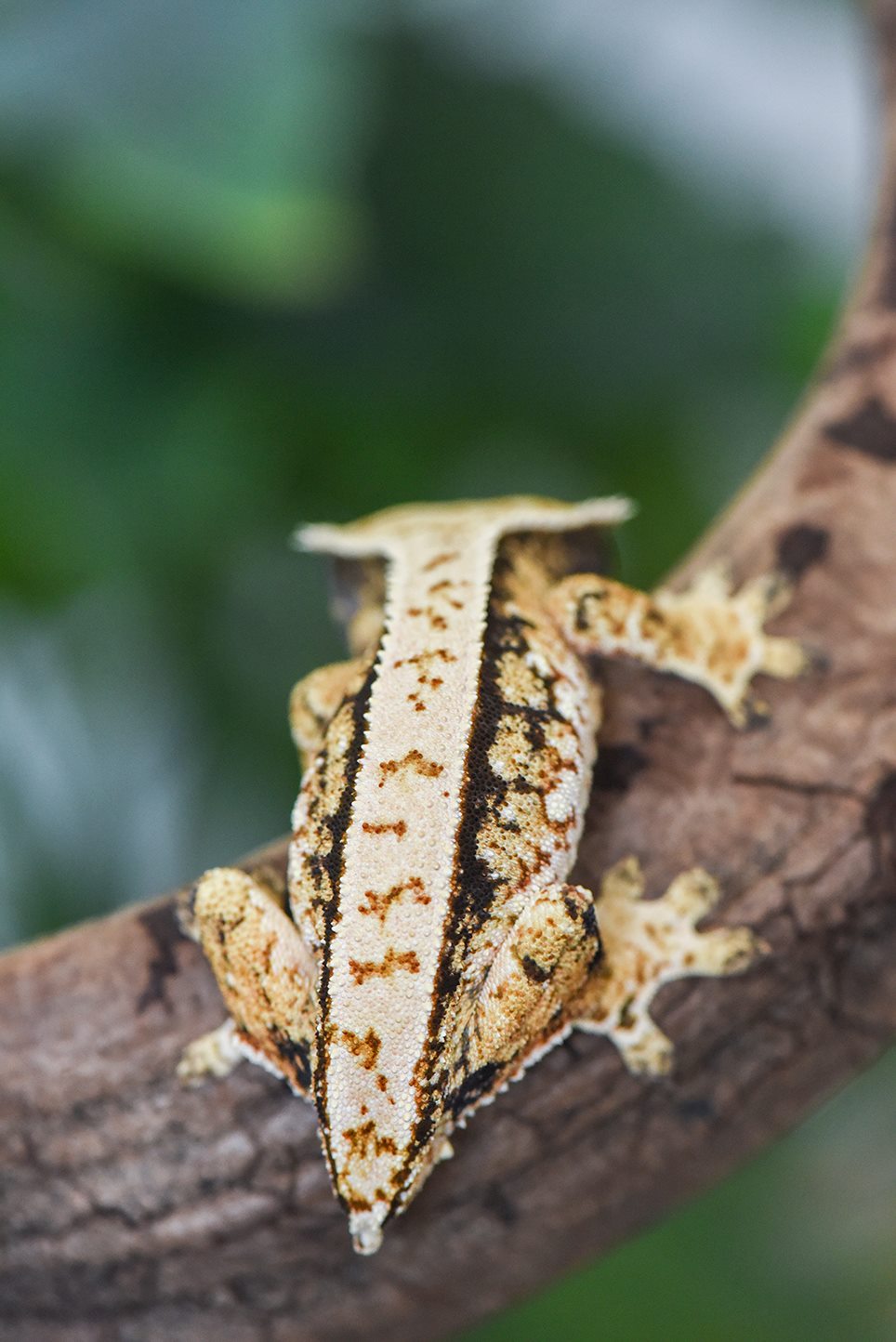 Tri-Color Pinstripe Crested Gecko | Cambrian | Fringemorphs