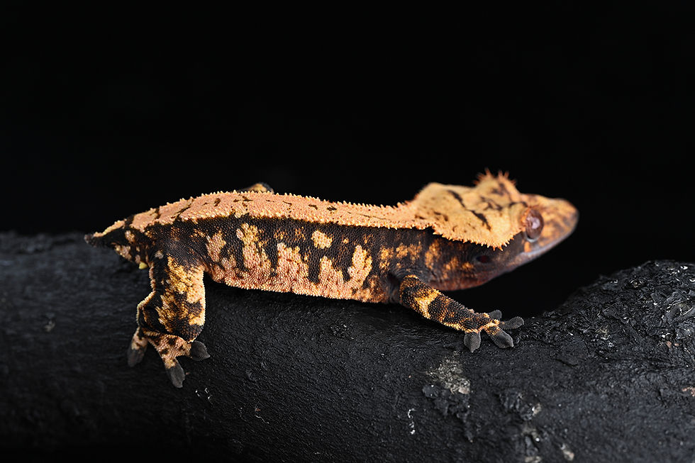 Crested Geckos Produced by Fringemorphs 3/37
