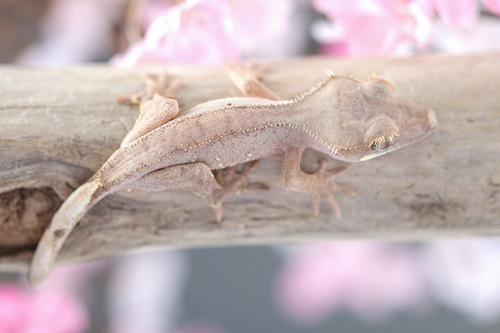 Pink Lines with White Portholes Crested Gecko | Fringemorphs