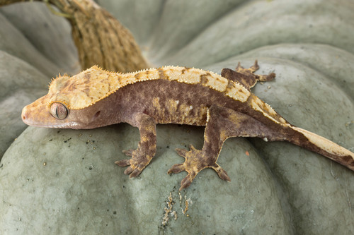 50% Het Axanthic Crested Gecko | Fringemorphs
