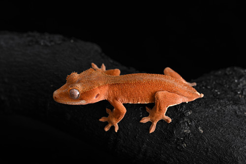 Patternless Red Crested Gecko | Fringemorphs