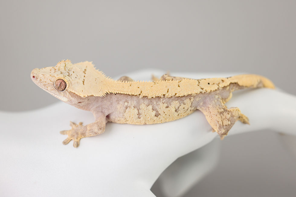 Pink Line Lavender Harlequin Crested Gecko | Fringemorphs
