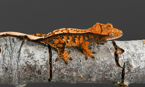 Tri-Color Pinstripe Crested Gecko | Fringemorphs