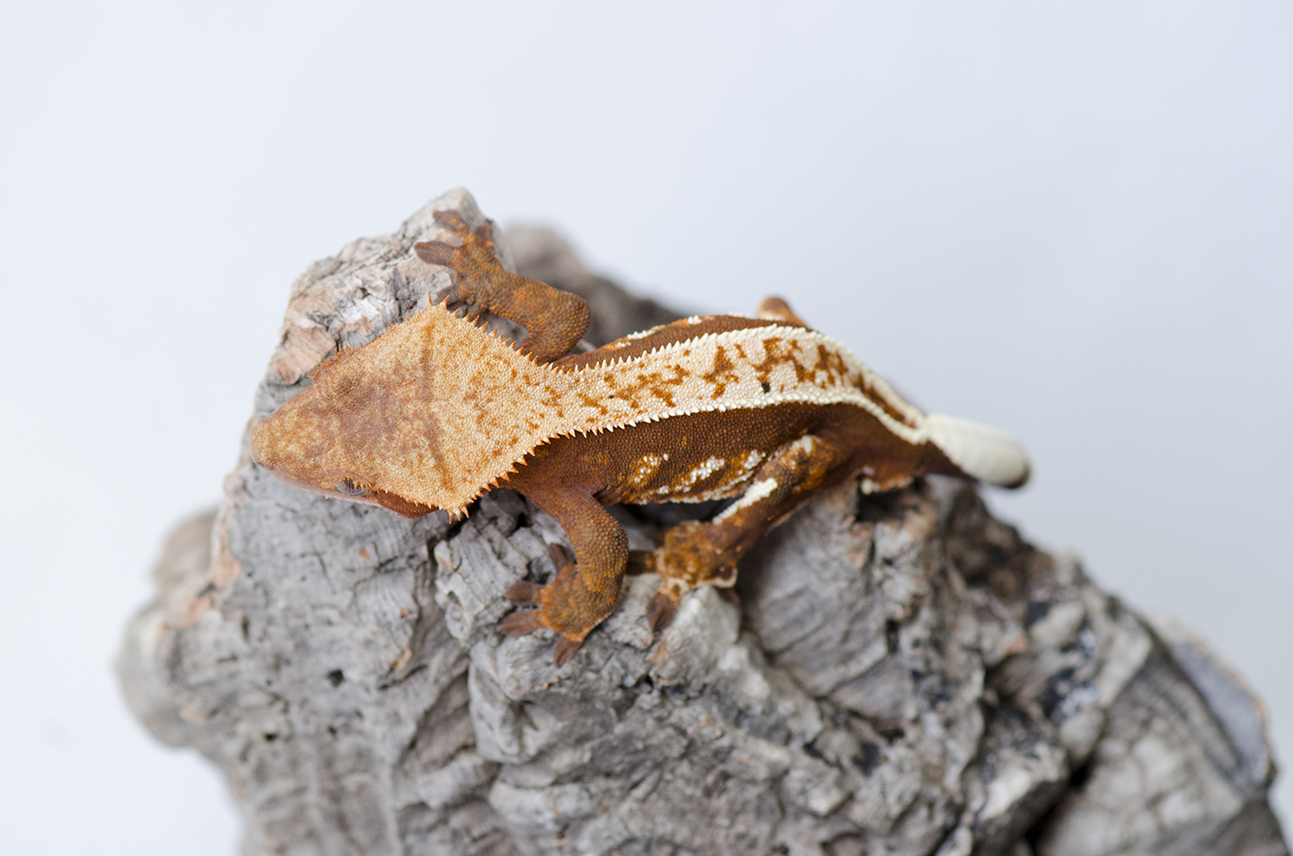 Red & Cream Pinstripe Crested Gecko | Volcano | Fringemorphs