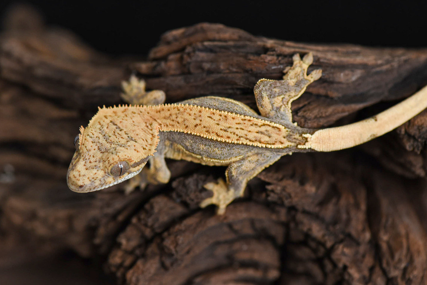 Lavender Quad Stripe Crested Gecko For Sale | Fringemorphs
