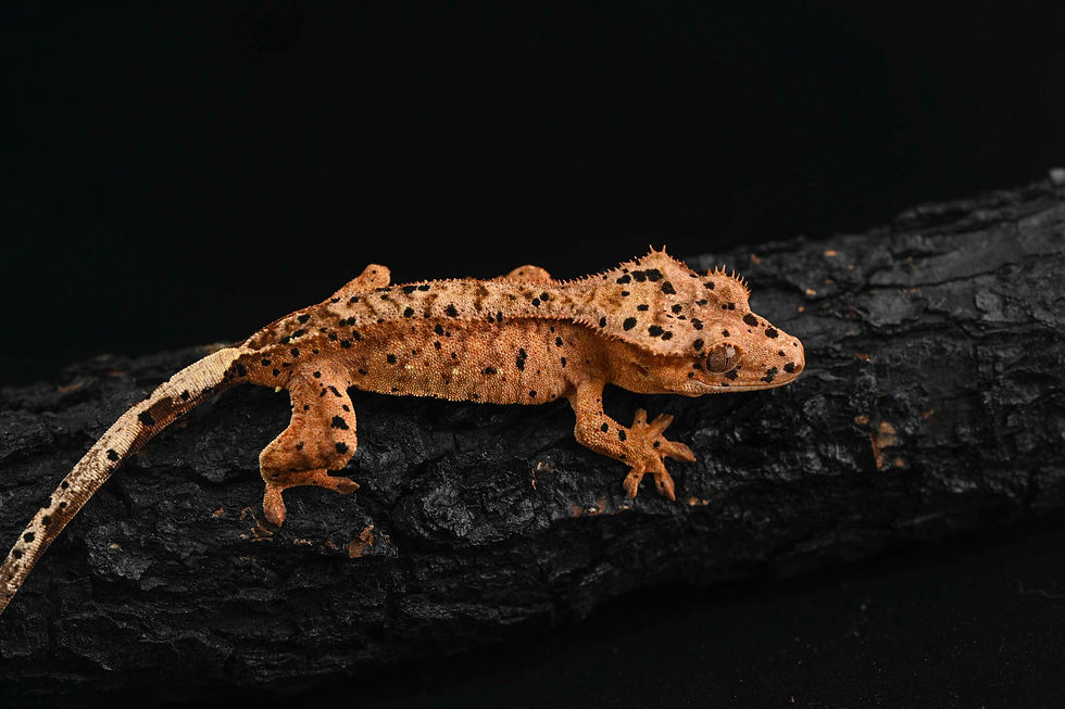 Yellow Dalmatian Crested Gecko | Fringemorphs
