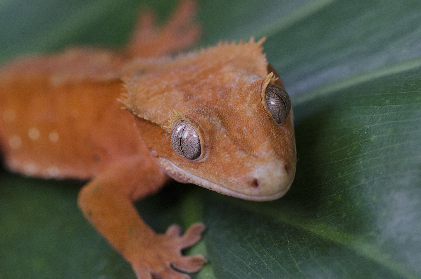 Patternless Red Crested Gecko | Samson | Fringemorphs