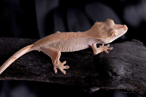 Pink Line with White Portholes Crested Gecko | Fringemorphs