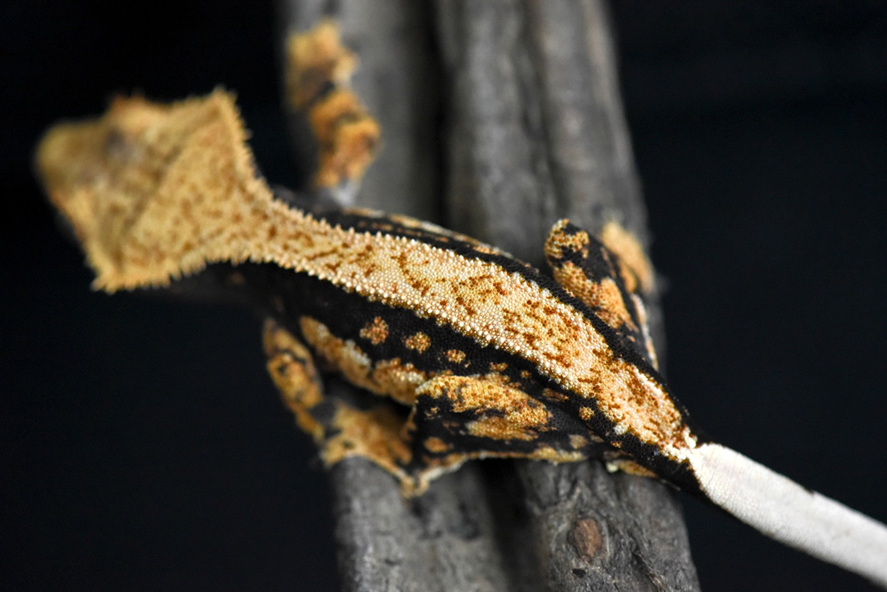 Tri-Color Pinstripe Crested Gecko For Sale | Fringemorphs