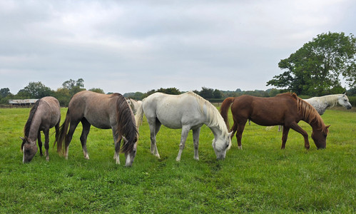 All Products | The Plaister Charity