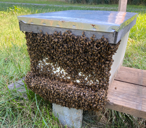 Nucleus colonies (nucs) | Queen's Orders Honey
