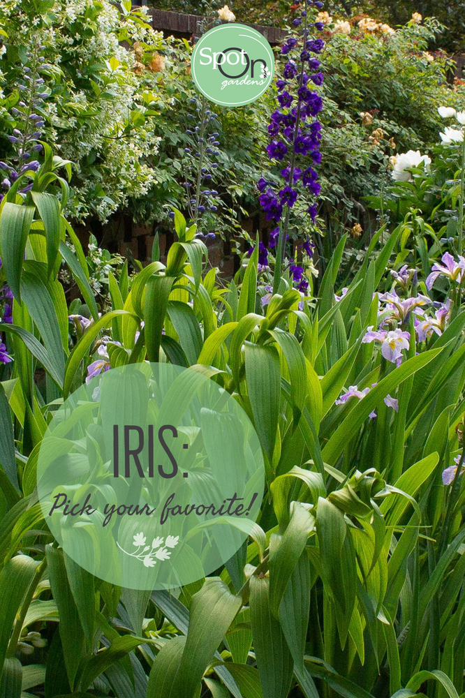 Pick Your Favorite: Iris