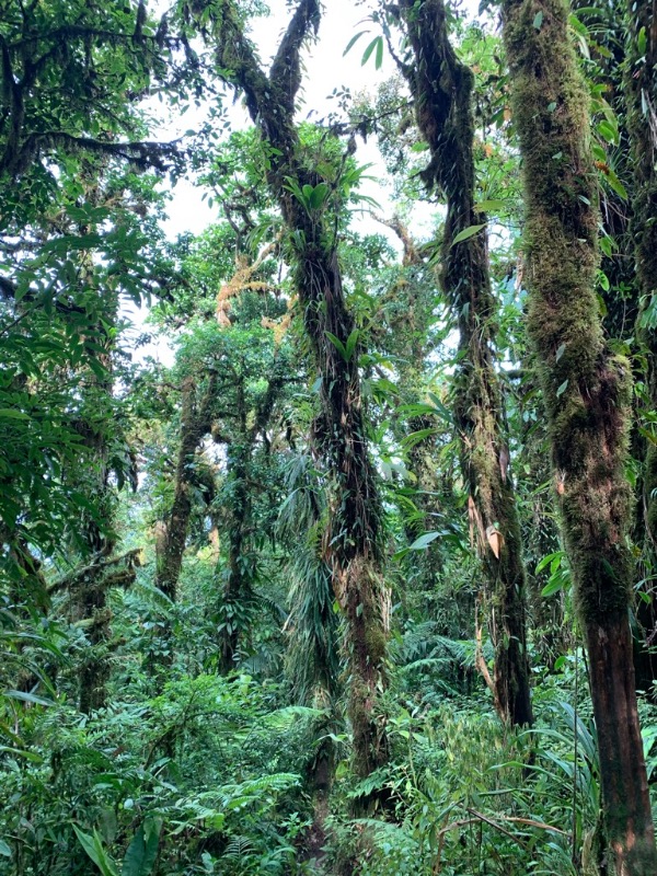 Hermann Hesse "Trees" | Poetry