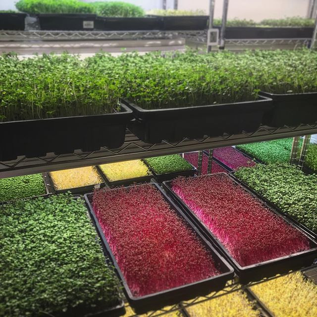 Micorgreens | Coachella Urban Valley Farms | United States