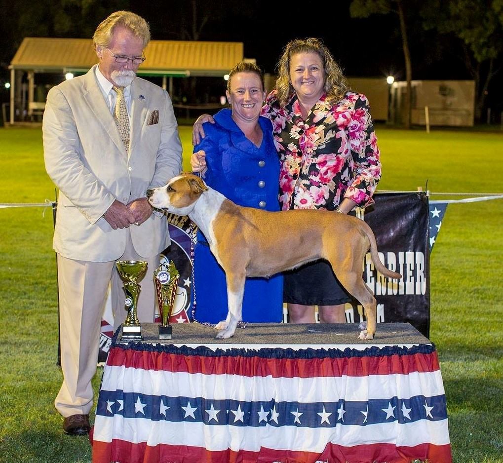 DOG SHOWS | Amstaff | American Staffordshire Terrier | NT Australia