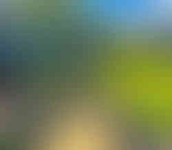 Landscapes | All Out Landscaping