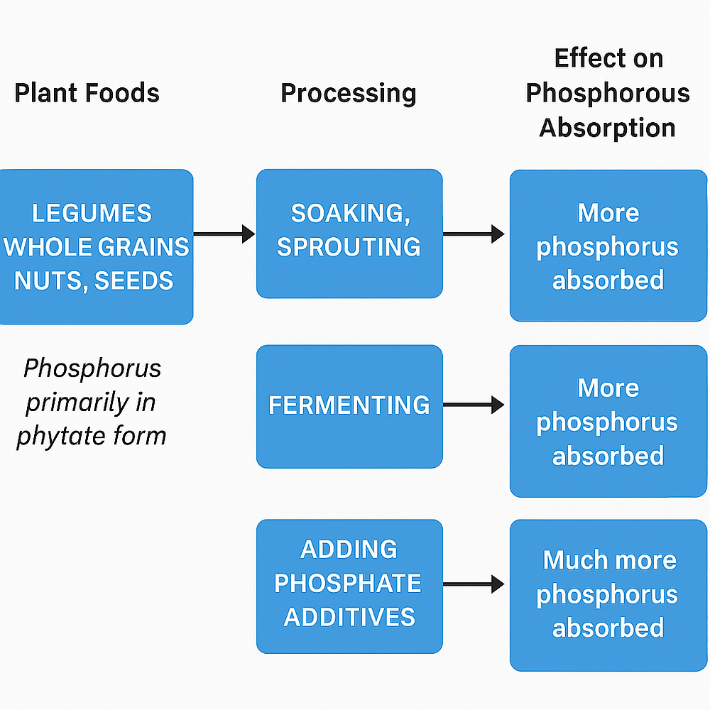 Phosphorus and Chronic Kidney Disease: Why Diet Matters