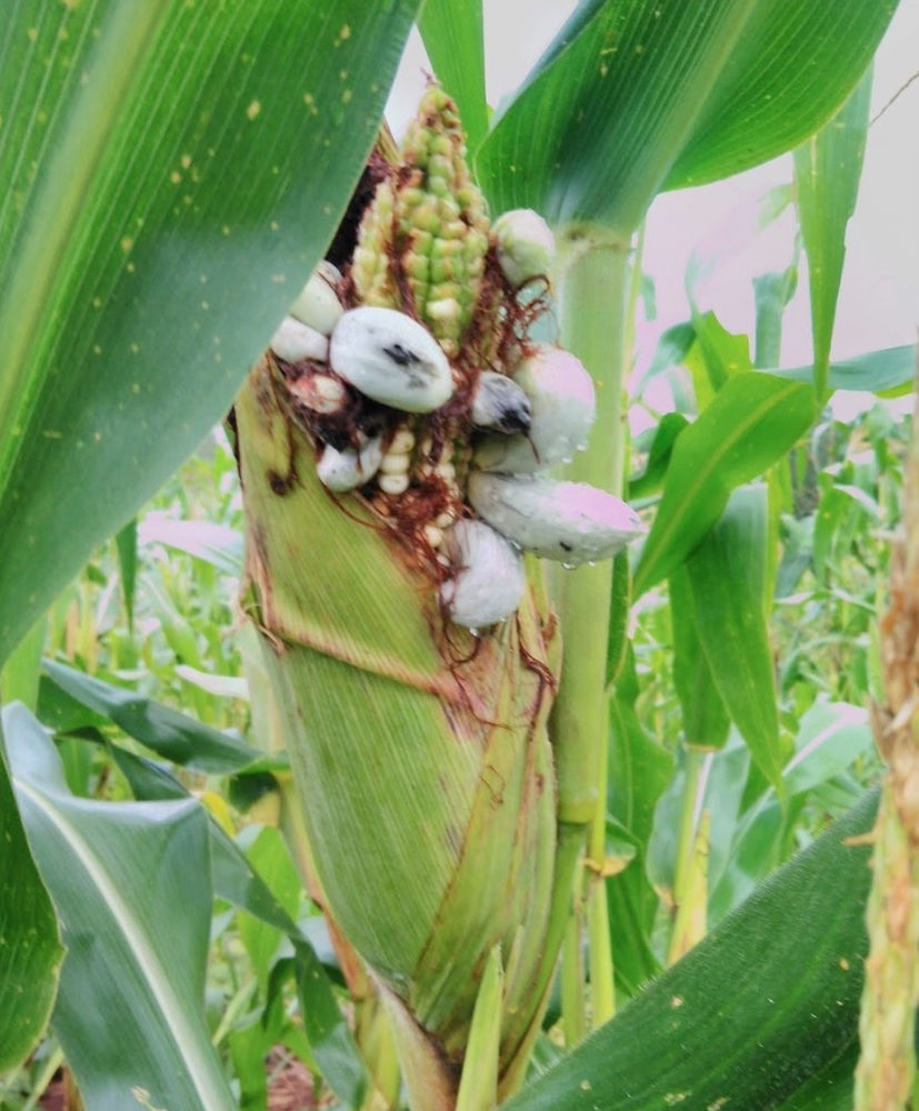 ¿Cómo reconocer una milpa?