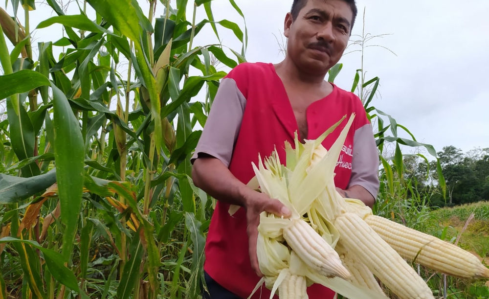 ¿Cómo reconocer una milpa?