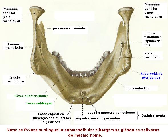 CONDUCTOS DE NUTRIENTES | mandibularx