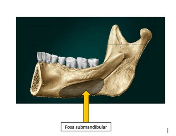 Fosa submandibular | mandibularx