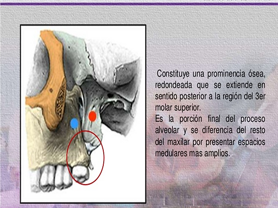 Anatomía De La Tuberosidad Maxilar