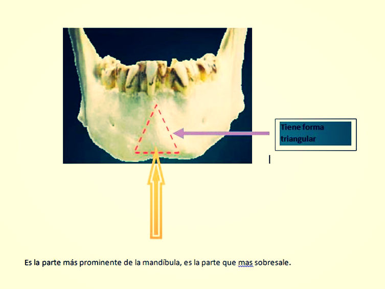 Prominencia mentoniana (eminencia mentoniana/reborde mentoniano)