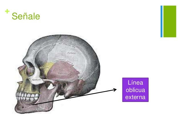 Linea Oblicua Externa