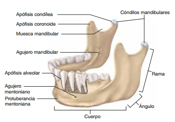 Hendidura Coronoides (escotadura mandibular, muesca mandibular)
