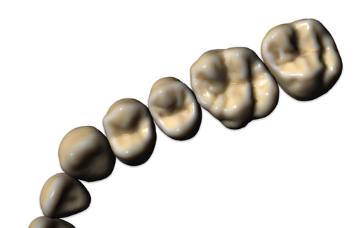 TOOTH LIBRARY ZRS exocad Add-On-Modul Miete | Denseo