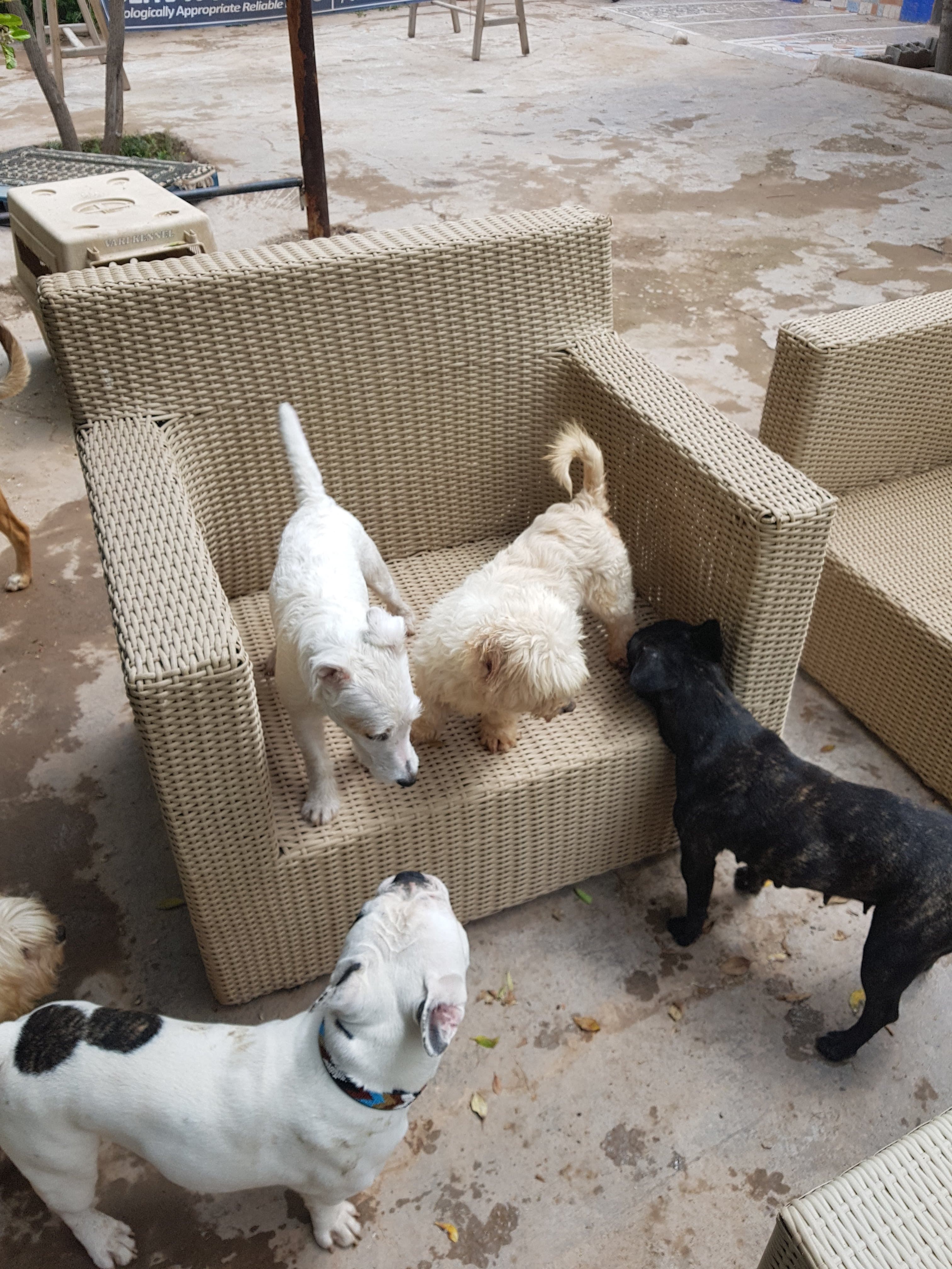 Adoption De Chiens | Pension Dog Universe Marrakech | Maroc