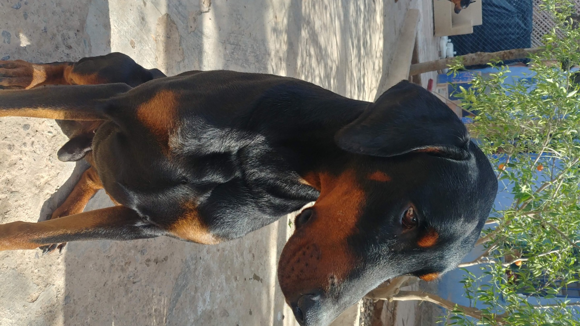 Dressage de chiots et chiens à Marrakech｜Qui choisir